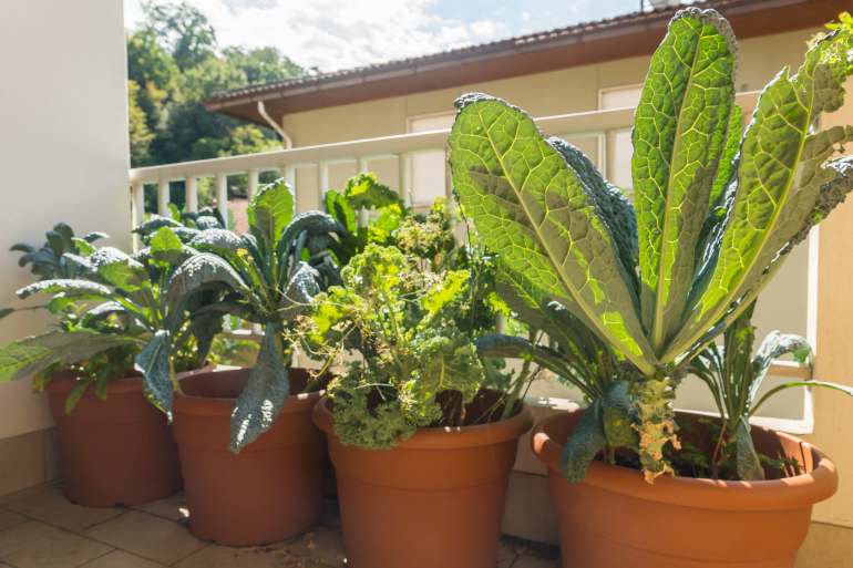 Top 10 Edible Plants You Can Grow At Home | StorageCafe Blog
