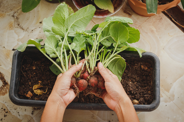 Top 10 Edible Plants You Can Grow At Home | StorageCafe Blog